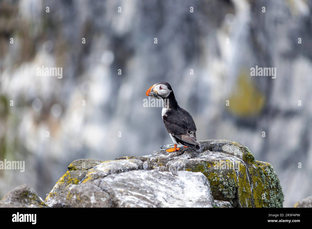 Atlantic puffin (F. arctica) with lesser sand eels (Ammodytes tobianus ...