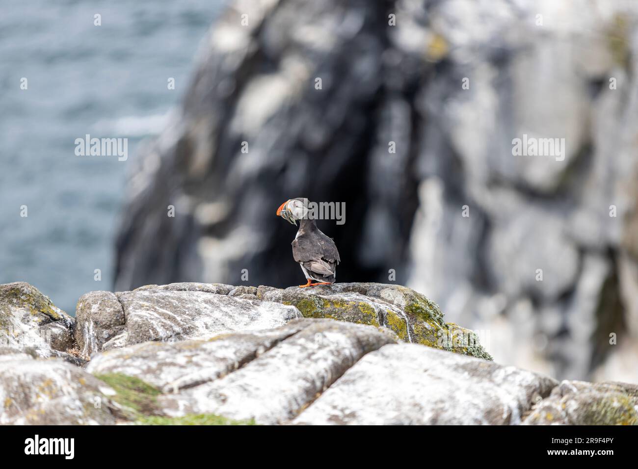 Atlantic puffin (F. arctica) with lesser sand eels (Ammodytes tobianus ...