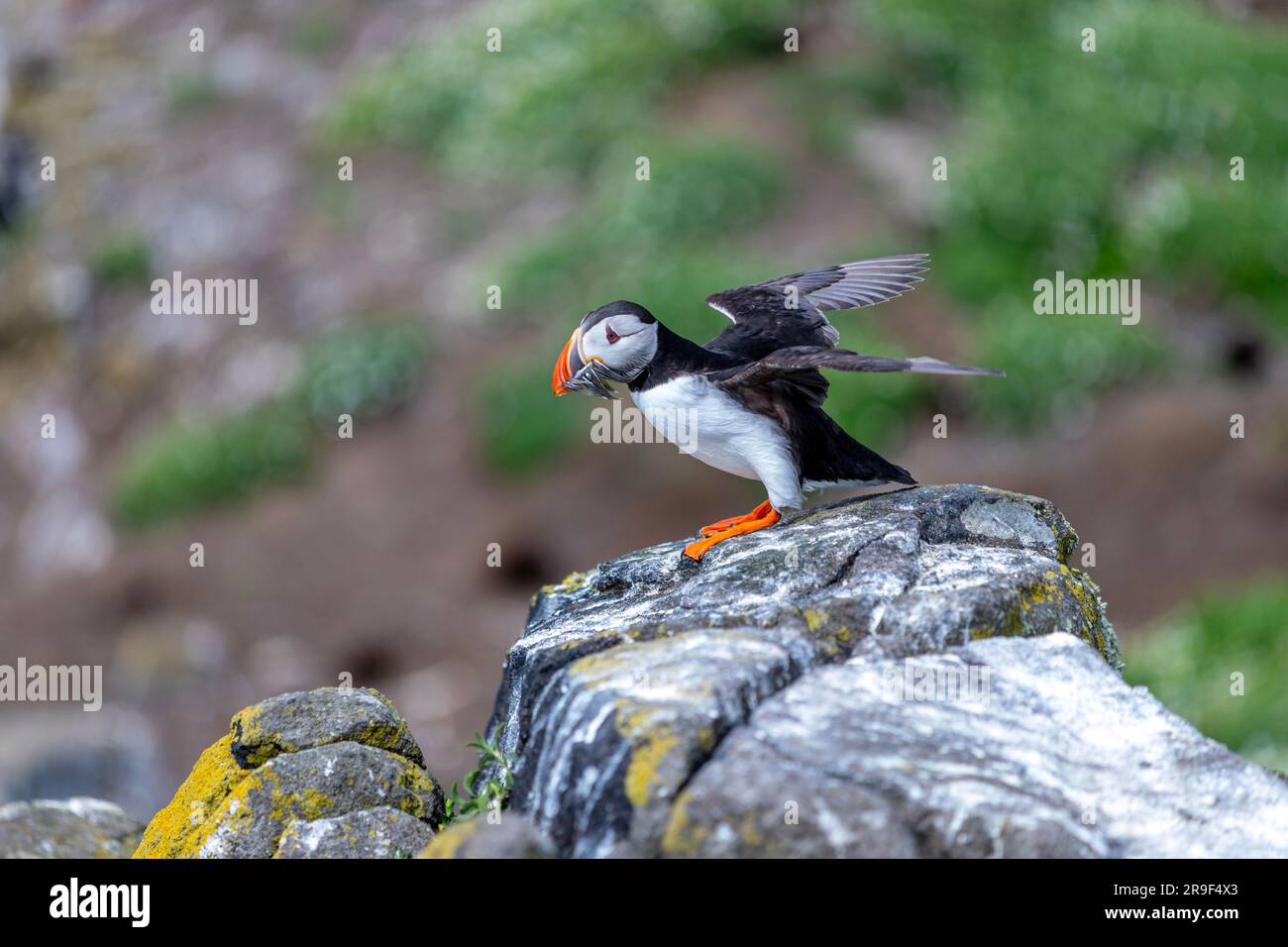 Atlantic puffin (F. arctica) with lesser sand eels (Ammodytes tobianus ...
