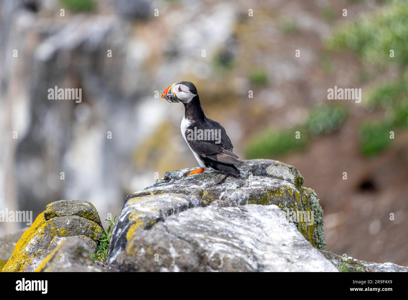 Atlantic puffin (F. arctica) with lesser sand eels (Ammodytes tobianus ...