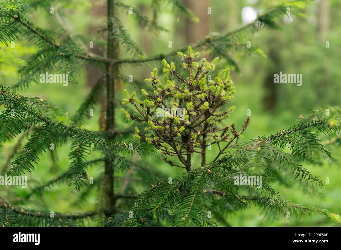 witch's broom - disease of a tree, close-up Stock Photo - Alamy