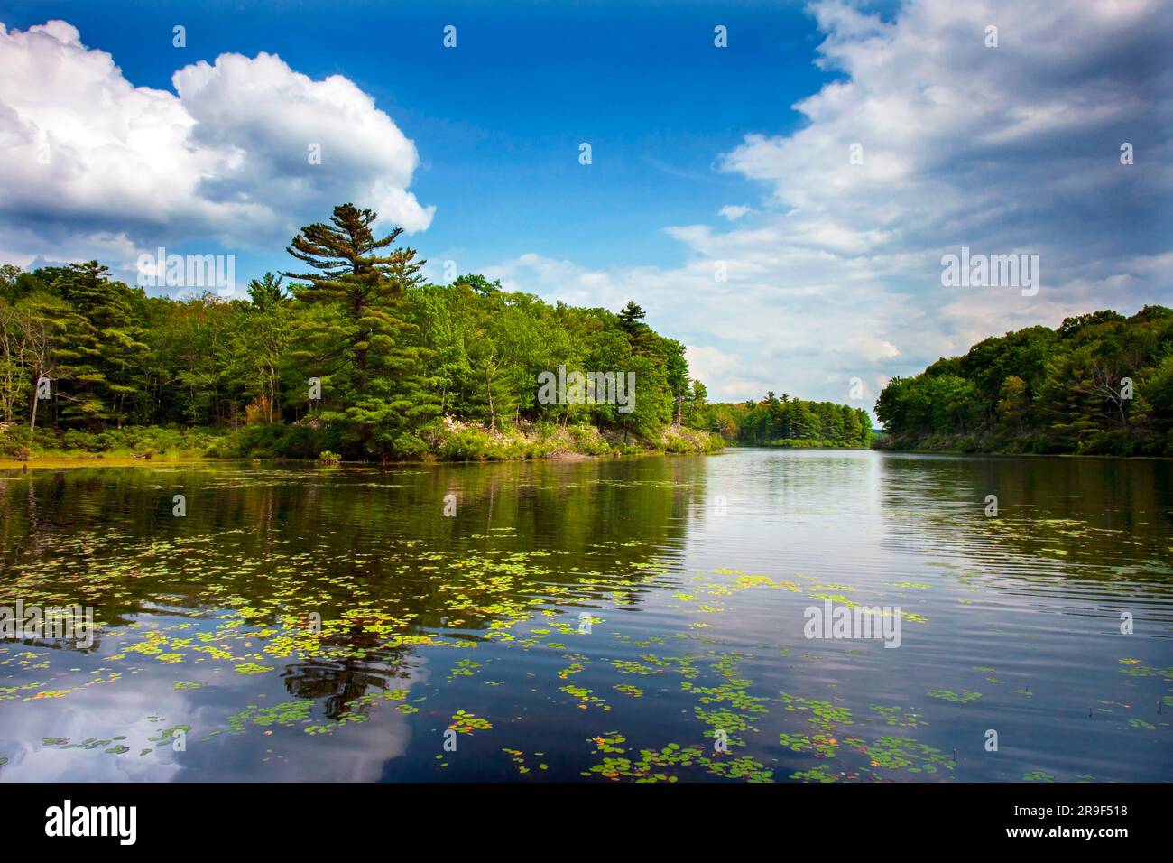 Bruce lake state forest natural area hi-res stock photography and ...