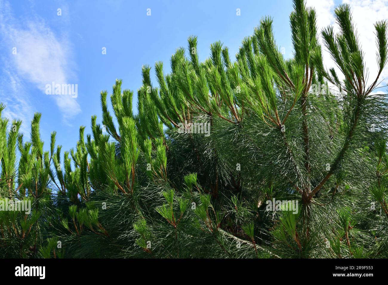 Green shoots of Crimean pine against the sky Stock Photo - Alamy