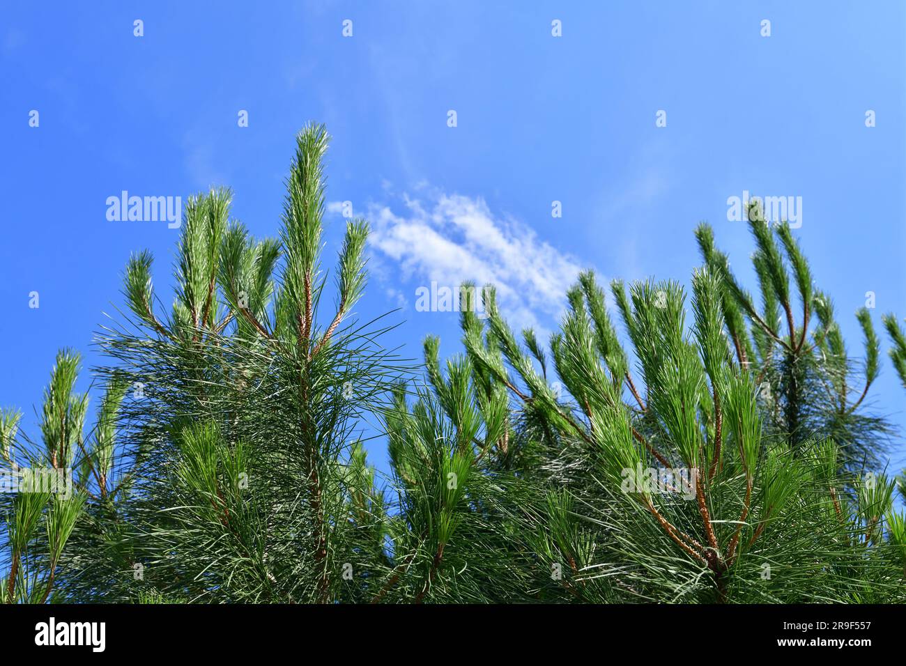 Crimean pine hi-res stock photography and images - Alamy
