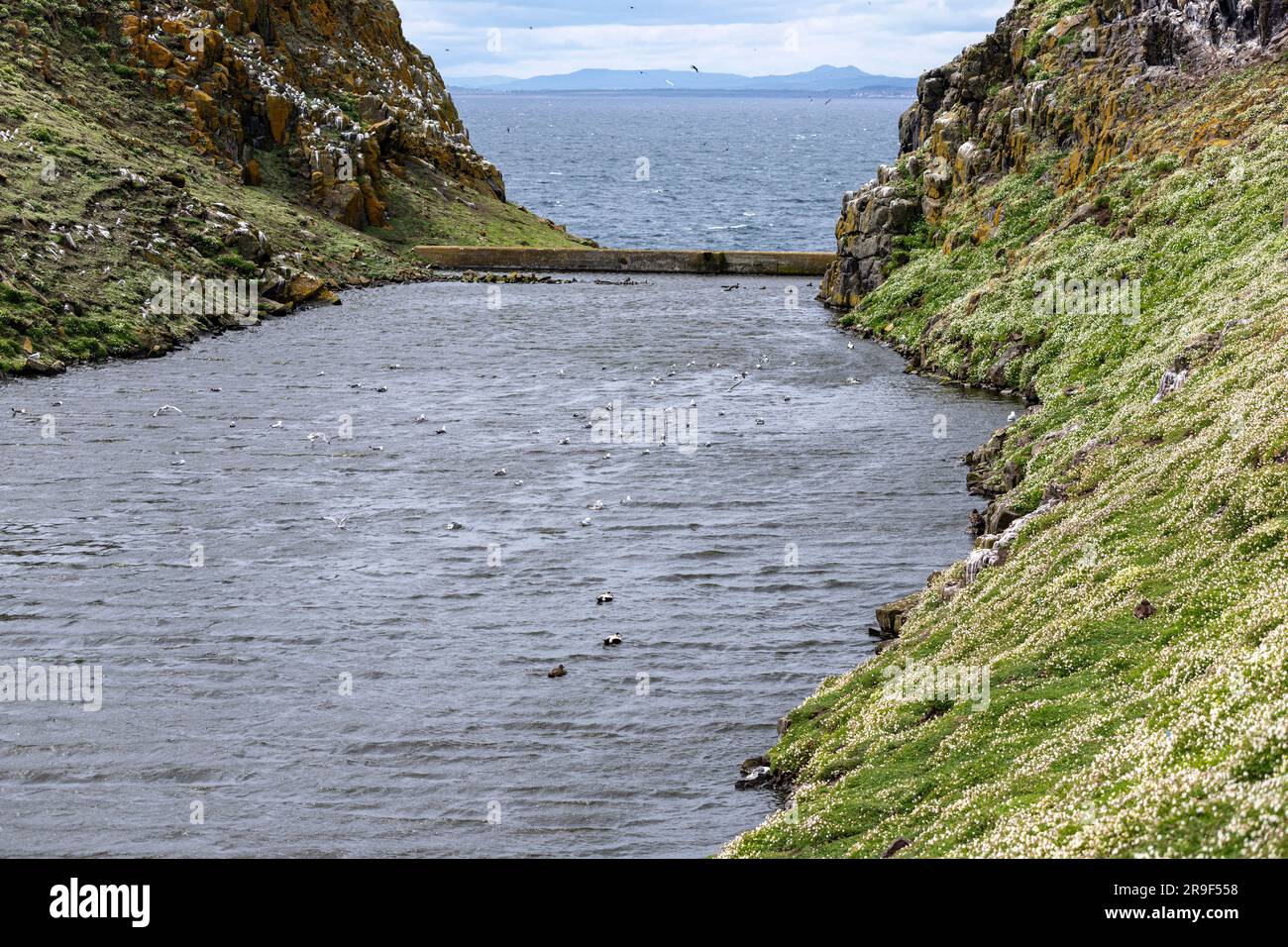 Isle of May, Firth of Forth, Scotland, UK Stock Photo - Alamy