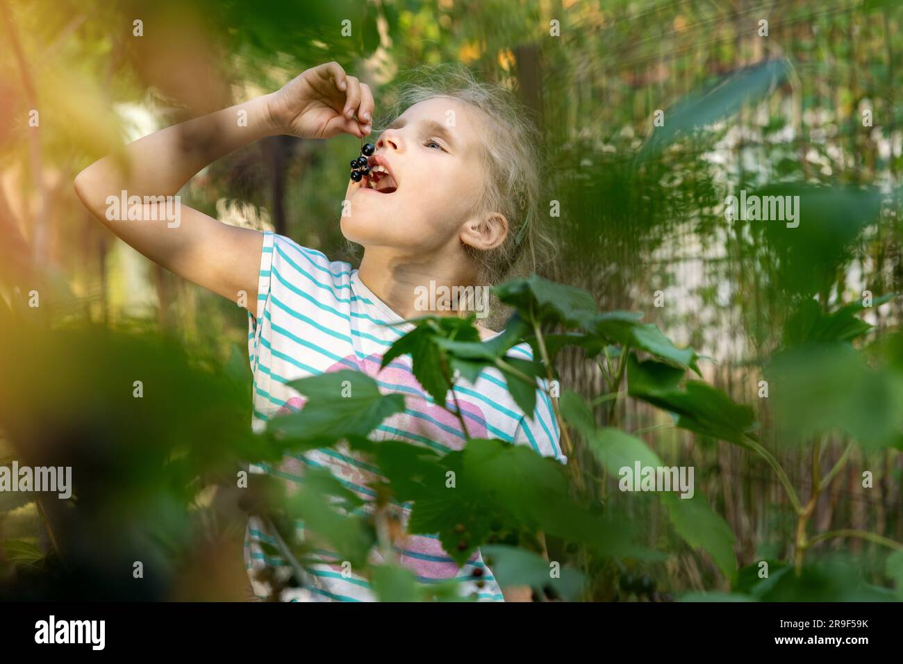 little girl eating fresh black currant berries from the bush in the ...