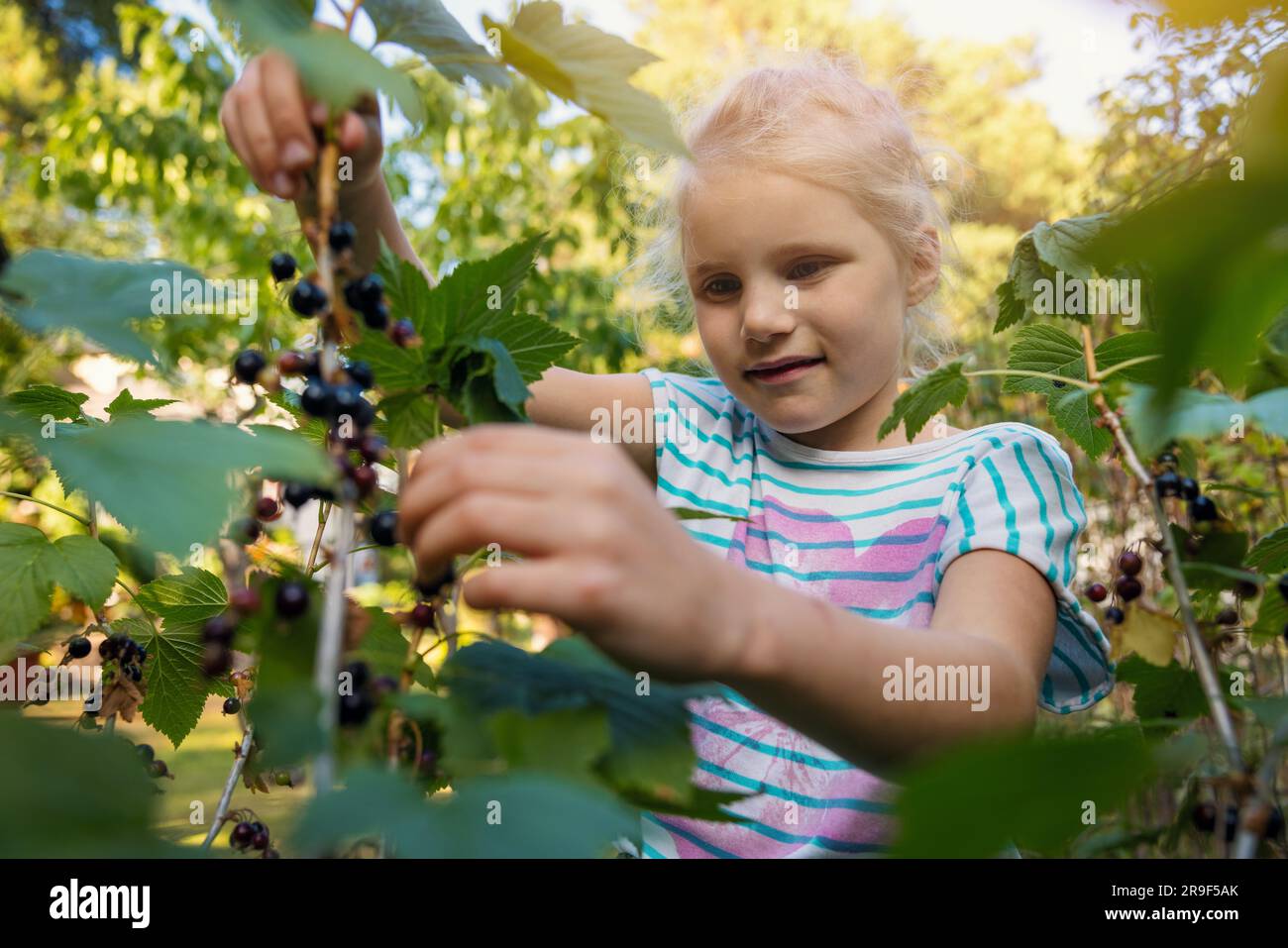 child picking and eating black currant berries from the bush in the ...