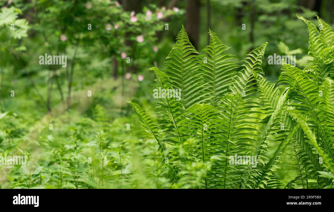 Spring flora forest ferns hi-res stock photography and images - Alamy