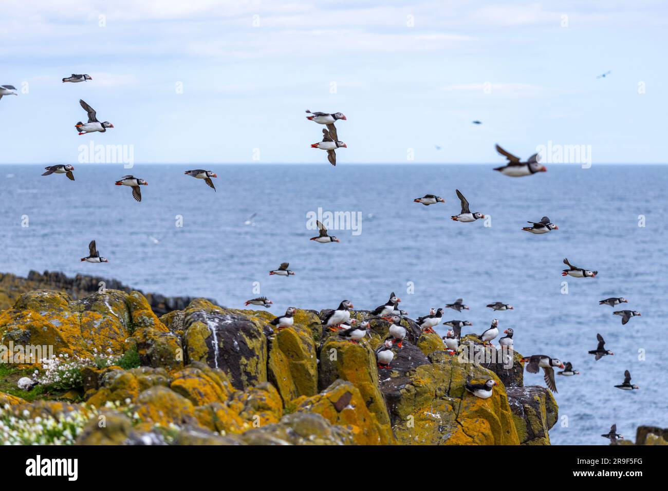 Flying Large flocks of Atlantic puffin (F. arctica), Isle of May, Firth ...