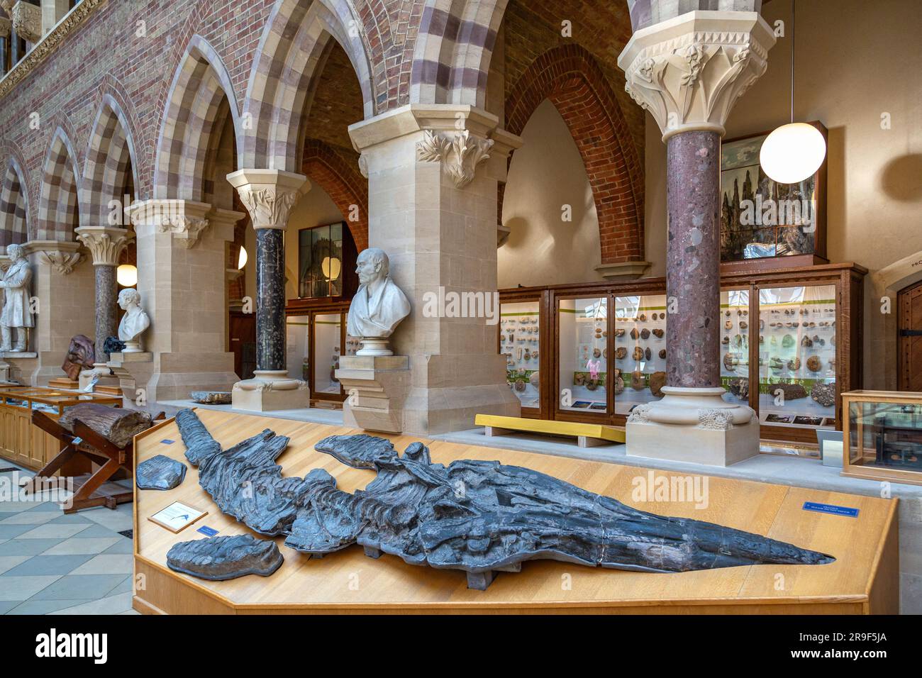 General exhibits view inside Oxford Natural History Museum Stock Photo ...
