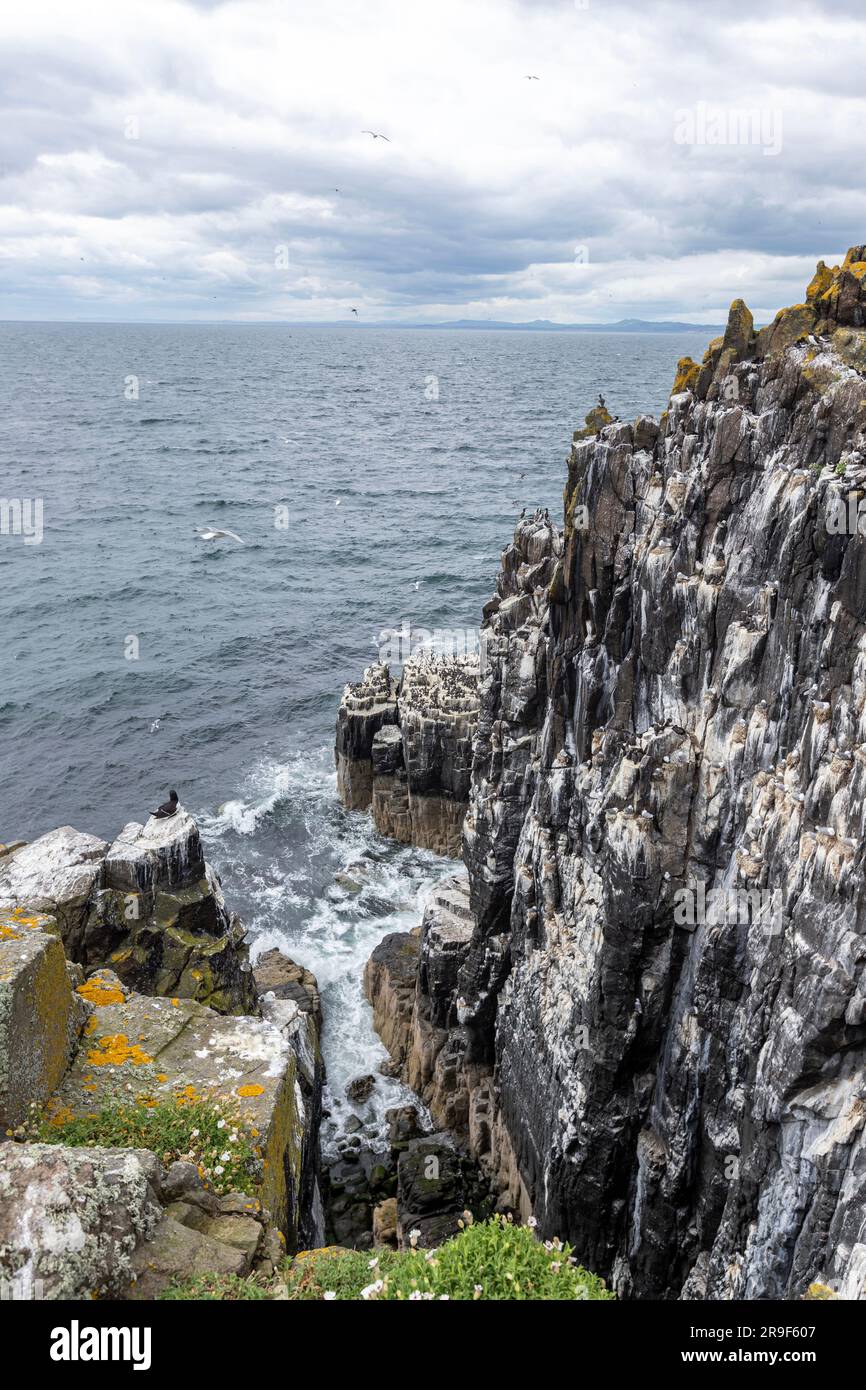 Bird colony, Isle of May, Firth of Forth, Scotland, UK Stock Photo - Alamy