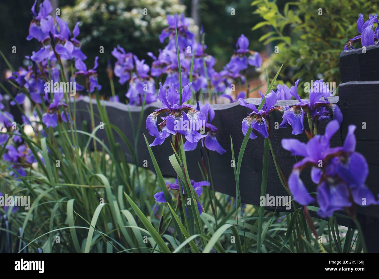 Blue mini iris hi-res stock photography and images - Alamy