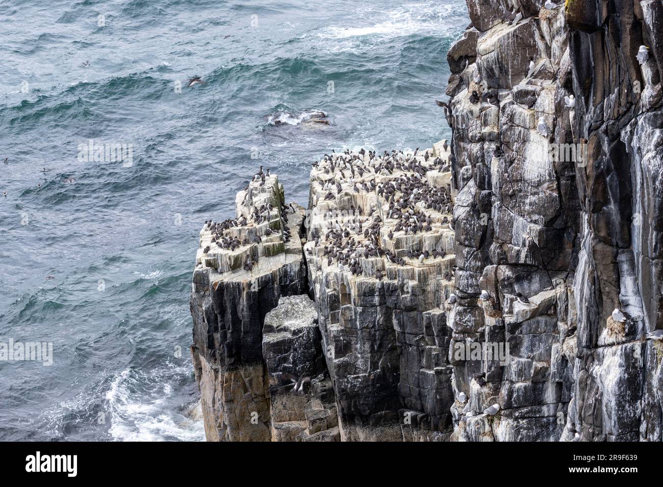 Bird colony, Isle of May, Firth of Forth, Scotland, UK Stock Photo - Alamy