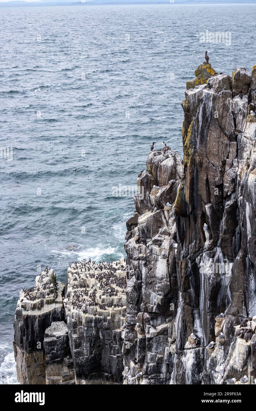Bird colony, Isle of May, Firth of Forth, Scotland, UK Stock Photo - Alamy