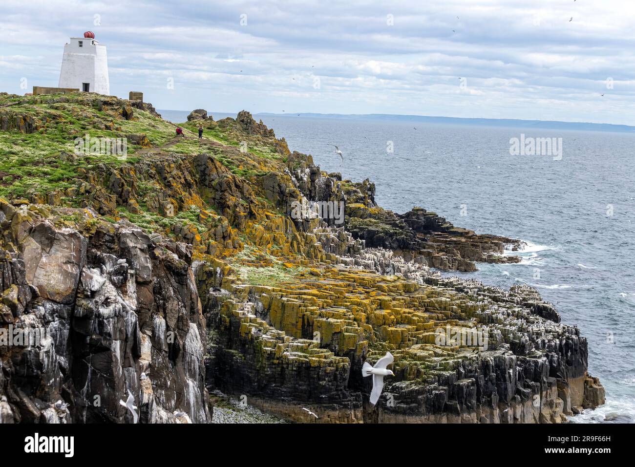 Isle of May, Firth of Forth, Scotland, UK Stock Photo - Alamy