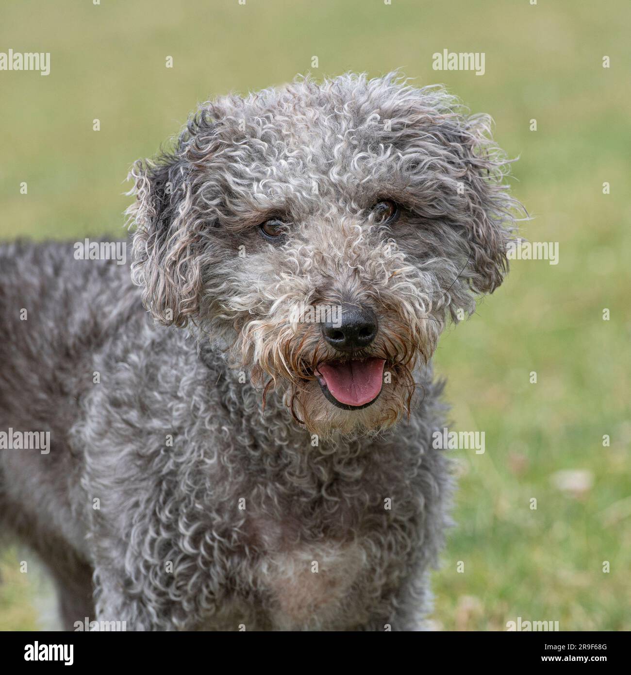 working Bedlington Terrier Stock Photo - Alamy