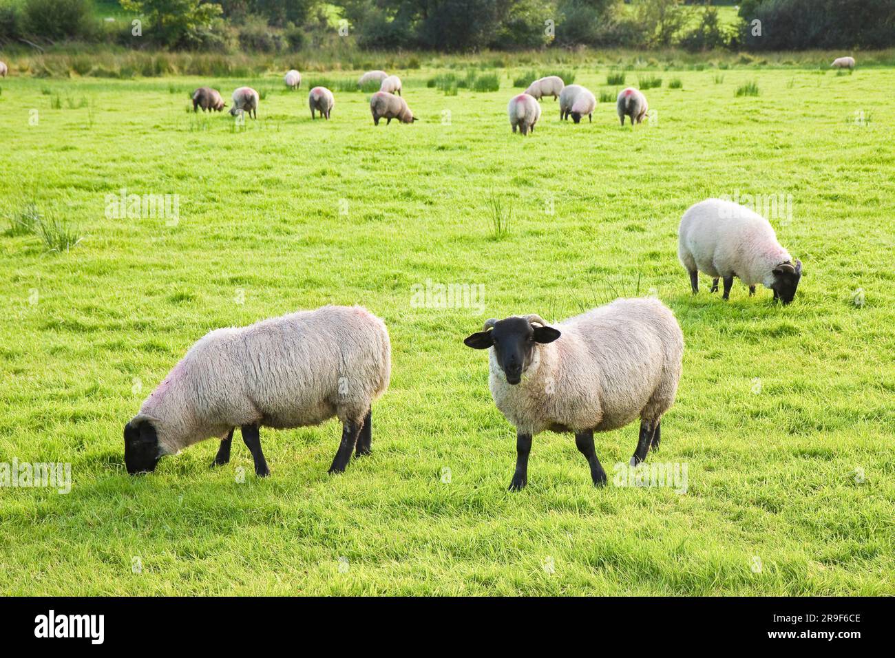 Typical wooly black and white irish sheep grazing on lush green pasture ...