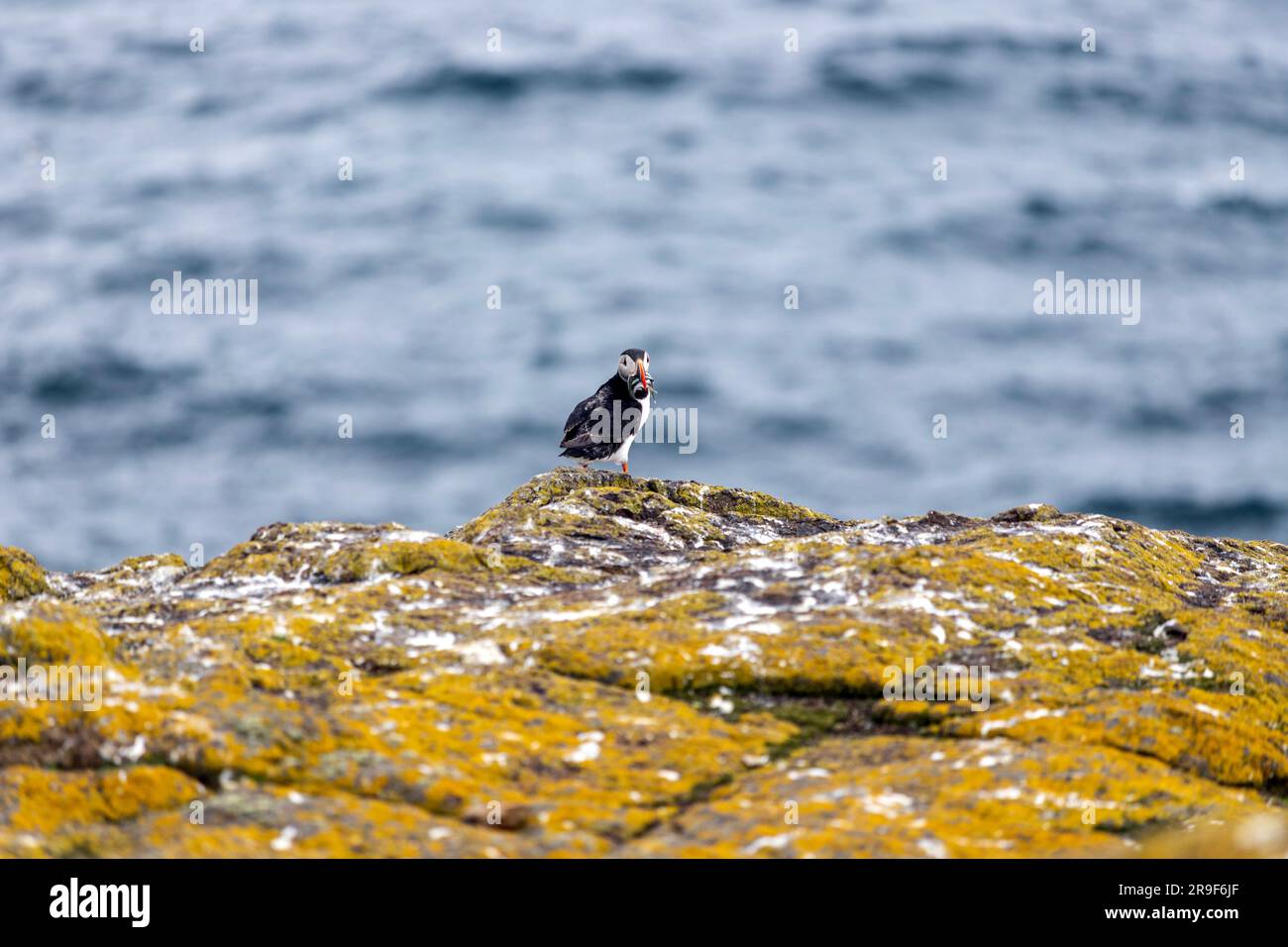 Atlantic puffin (F. arctica) with lesser sand eels (Ammodytes tobianus ...