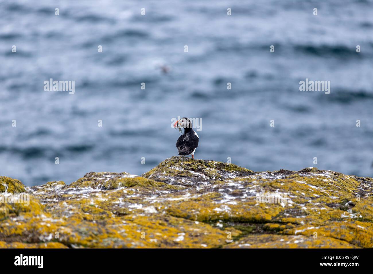 Atlantic puffin (F. arctica) with lesser sand eels (Ammodytes tobianus ...