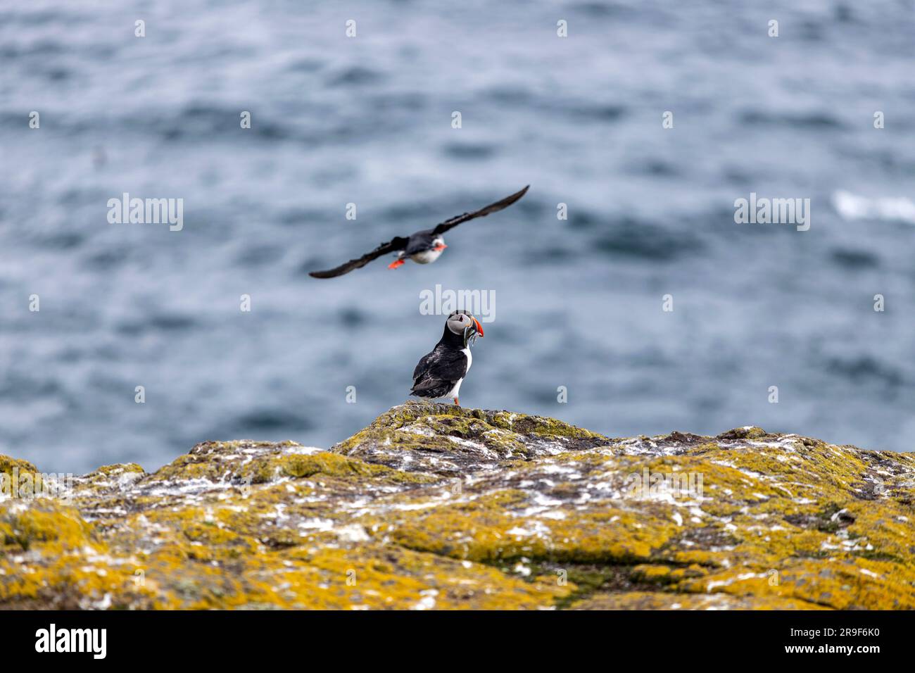 Atlantic puffin (F. arctica) with lesser sand eels (Ammodytes tobianus ...