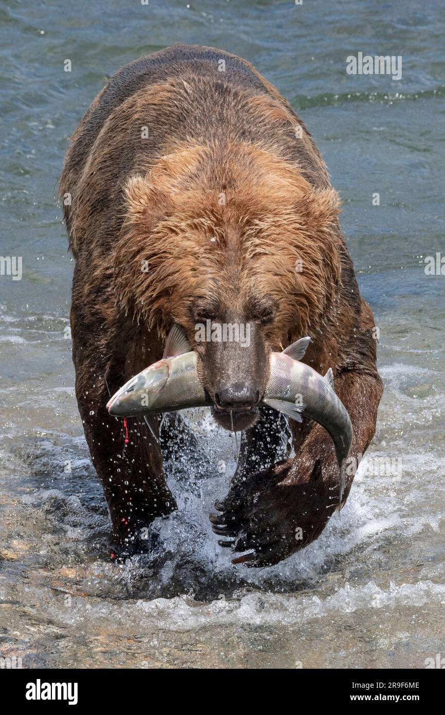 Brown Bear, McNeil River, Alaska Stock Photo - Alamy