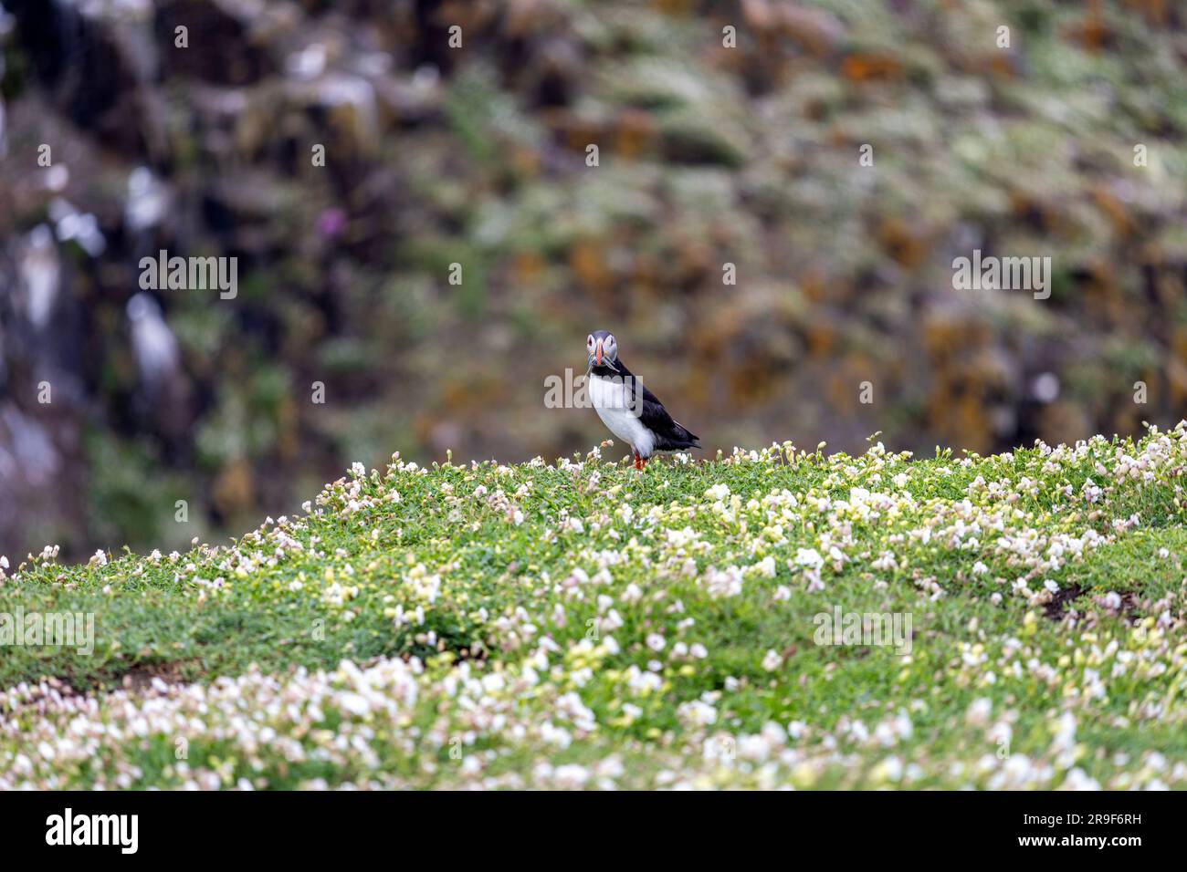 Atlantic puffin (F. arctica) with lesser sand eels (Ammodytes tobianus ...