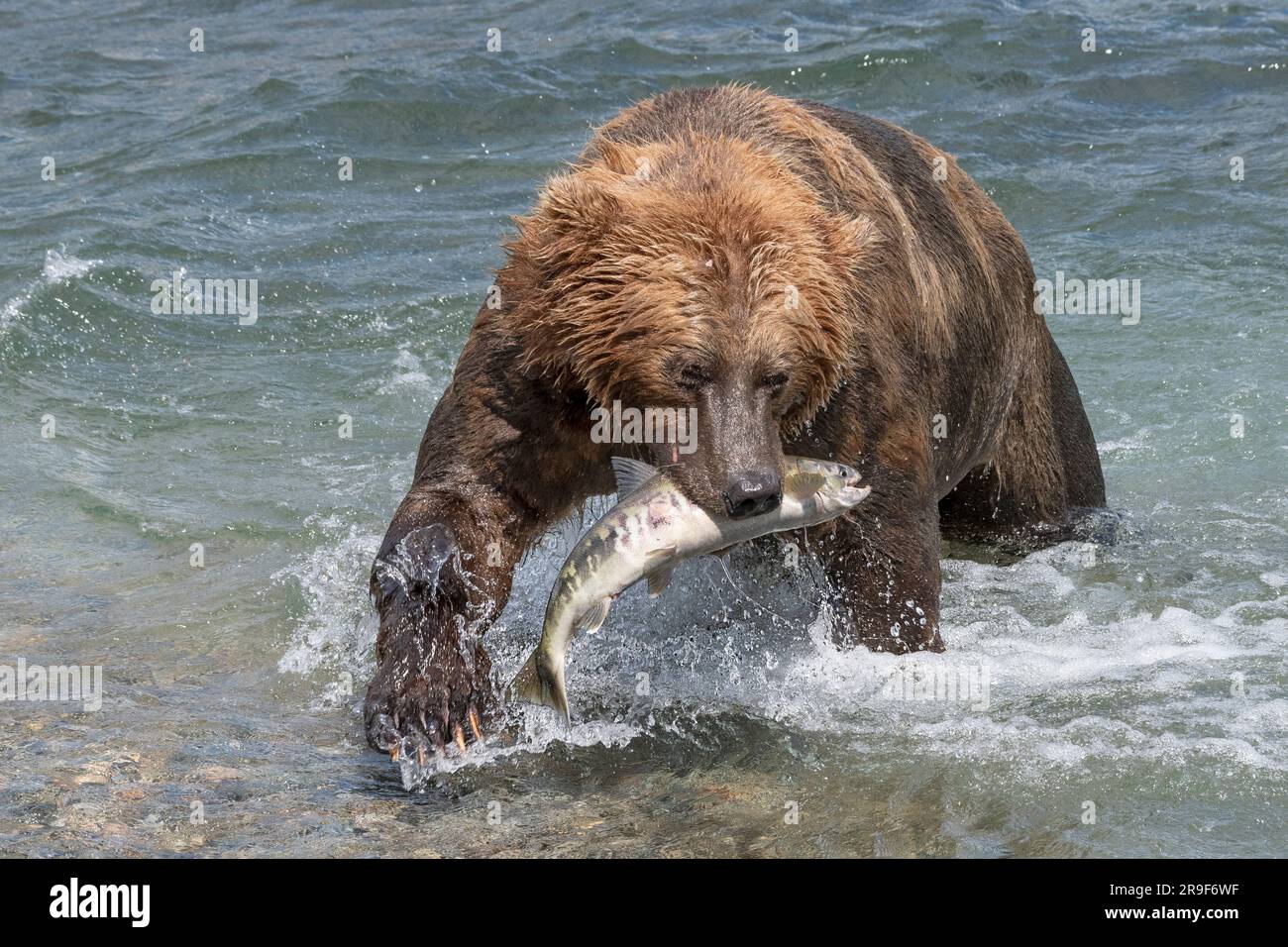 Brown Bear, McNeil River, Alaska Stock Photo - Alamy