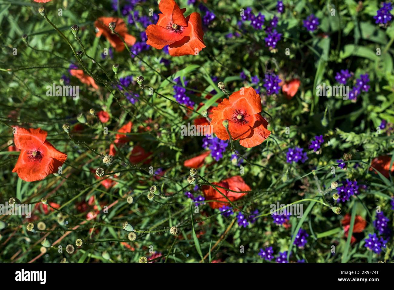 Poppies and violet wild flowers in bloom in the grass seen up close ...