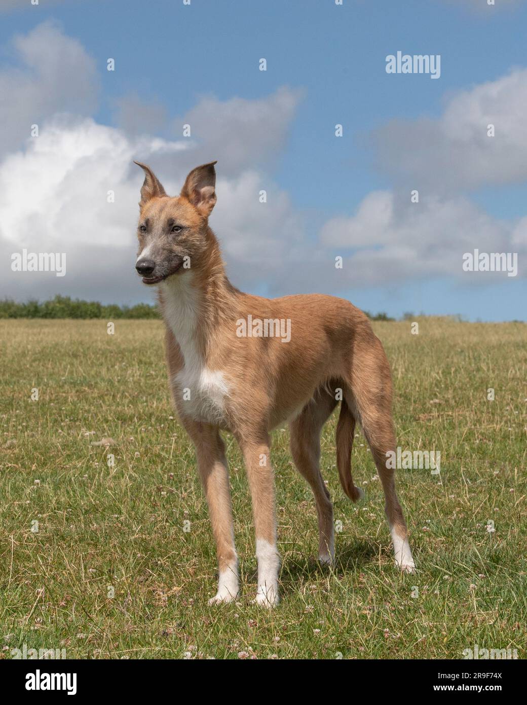 rough coated working lurcher dog Stock Photo - Alamy