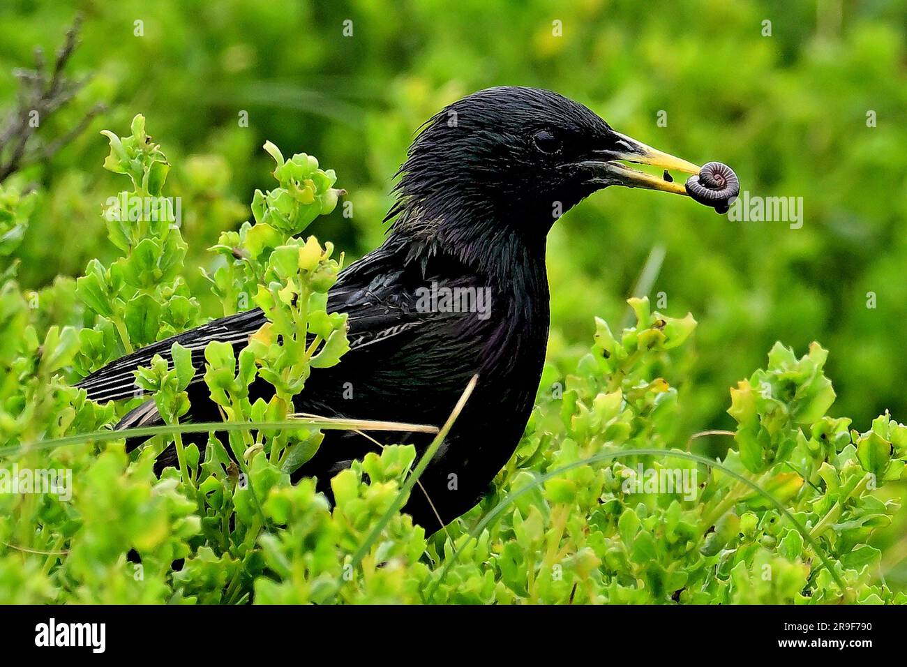 Pacific Grove, California, USA. 26th June, 2023. Starling (Sturnidae ...