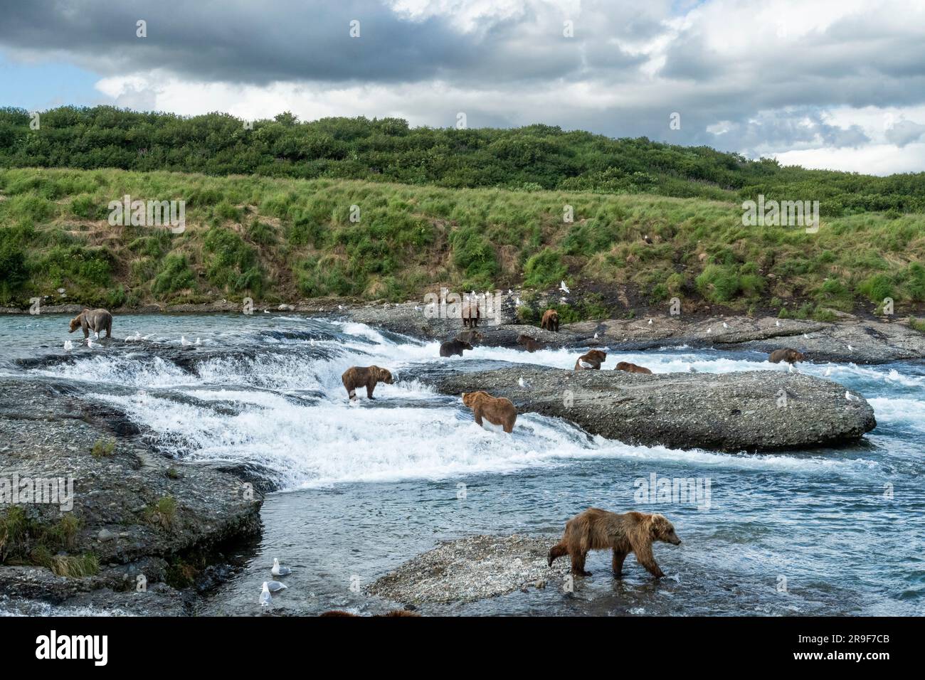Brown Bear, McNeil River, Alaska Stock Photo - Alamy