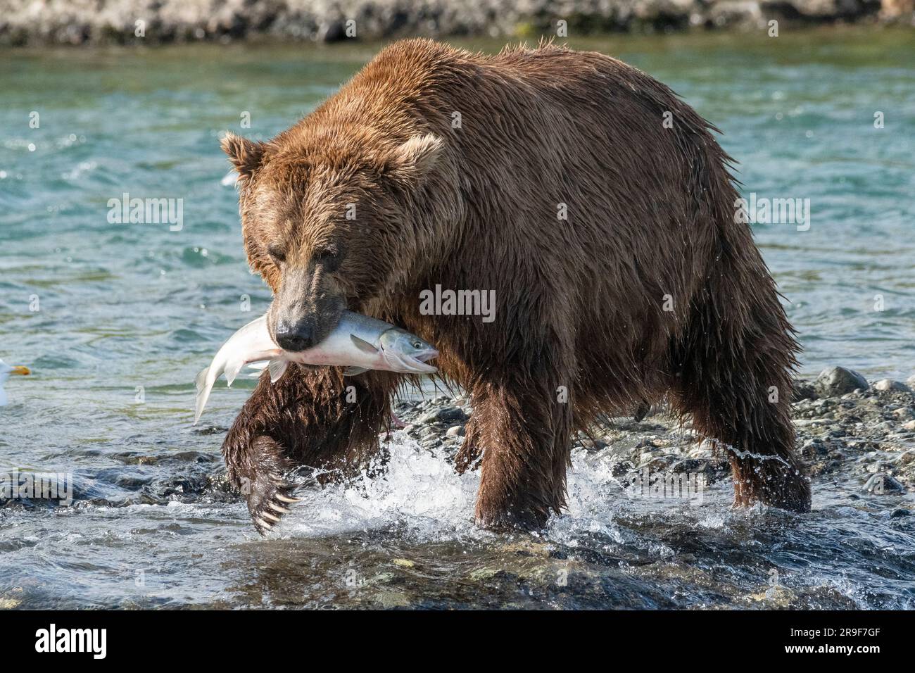 Brown Bear, McNeil River, Alaska Stock Photo - Alamy