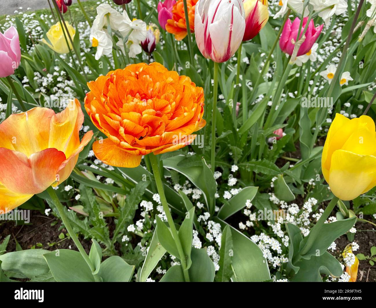 A bed of various types of flowering tulip and other flowers on Charles ...