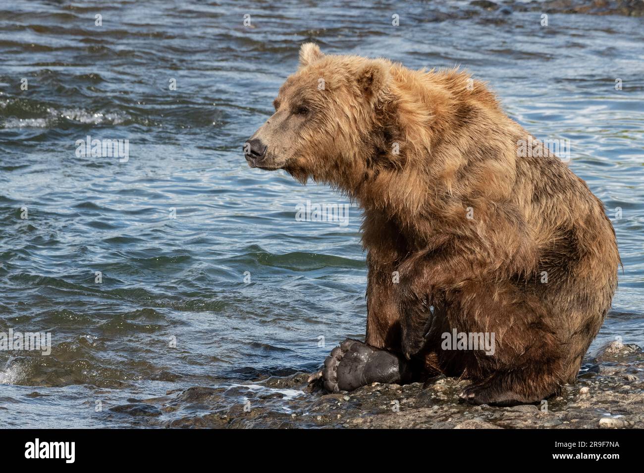 Brown Bear, McNeil River, Alaska Stock Photo - Alamy