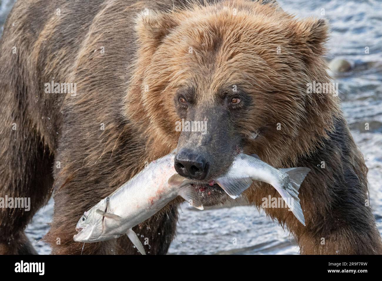 Brown Bear, McNeil River, Alaska Stock Photo - Alamy