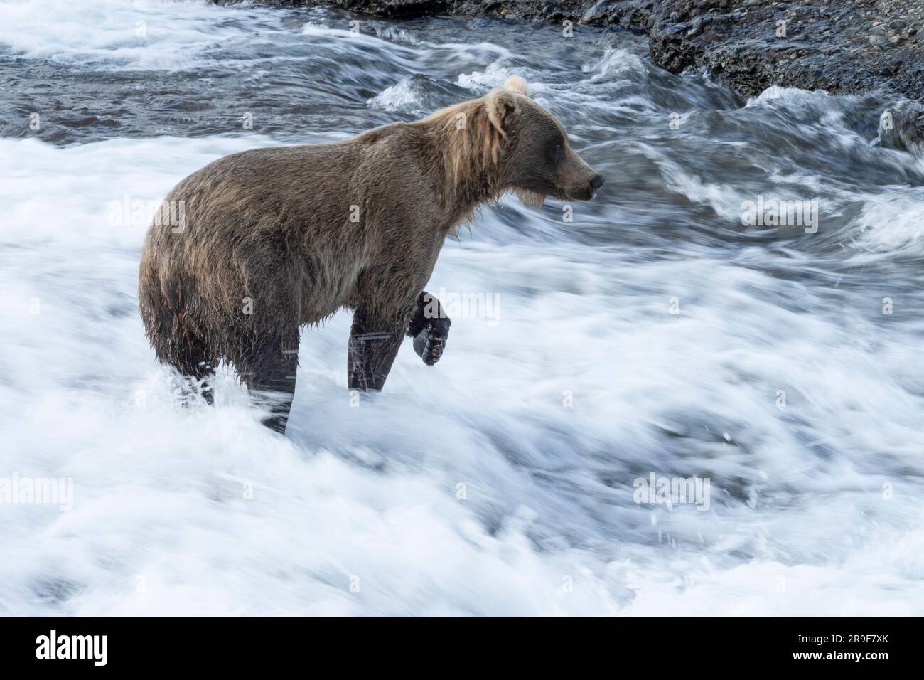 Brown Bear, McNeil River, Alaska Stock Photo - Alamy