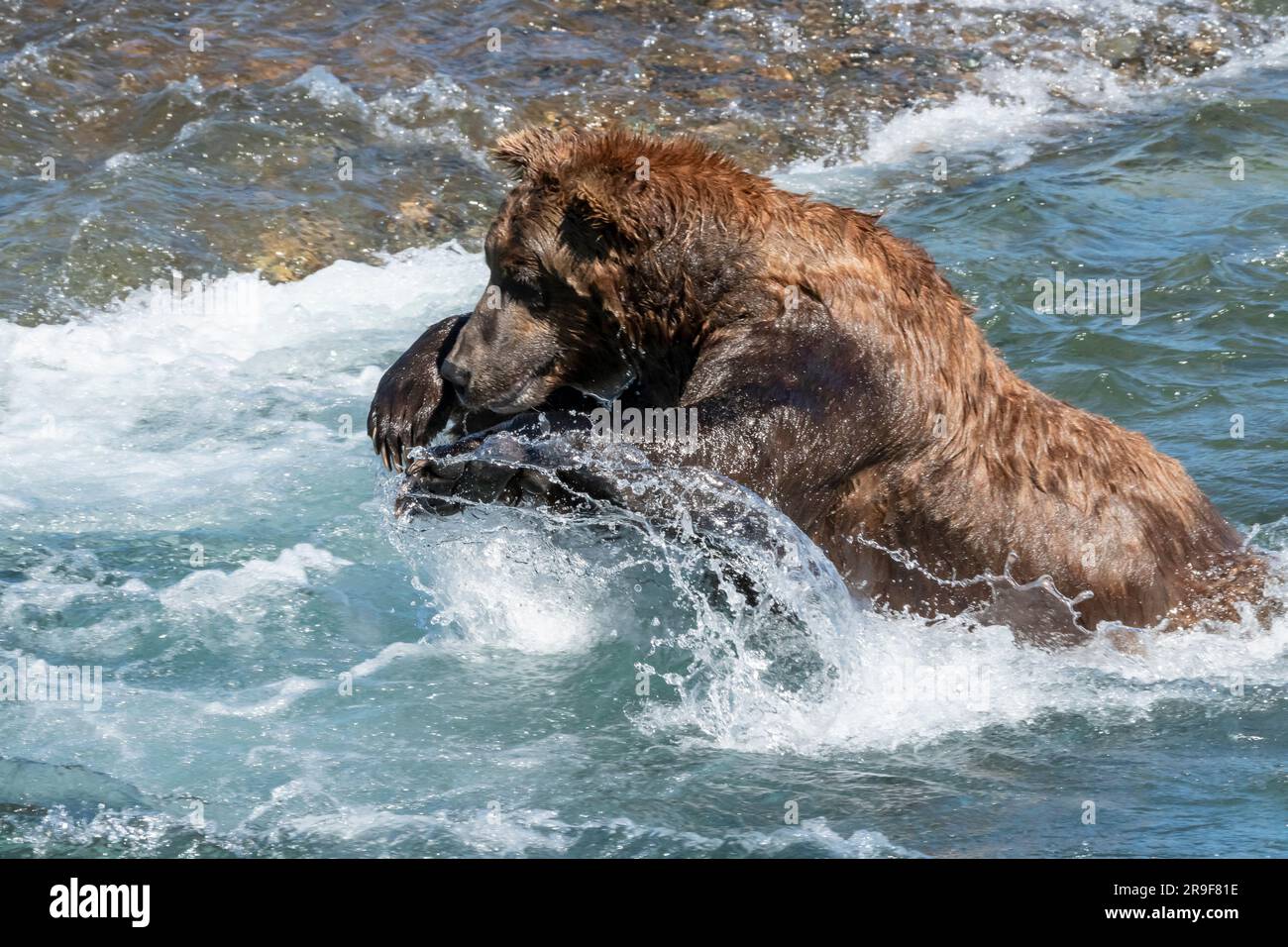 Brown Bear, McNeil River, Alaska Stock Photo - Alamy