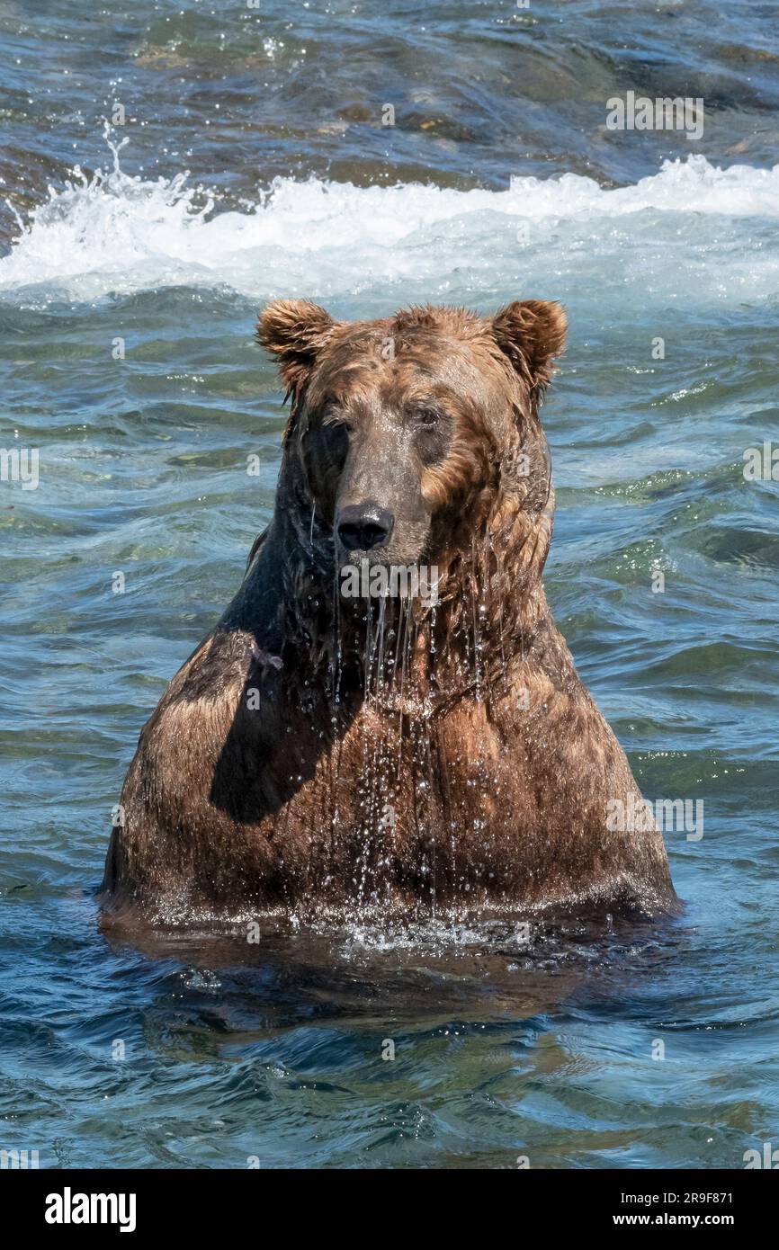 Brown Bear, McNeil River, Alaska Stock Photo - Alamy