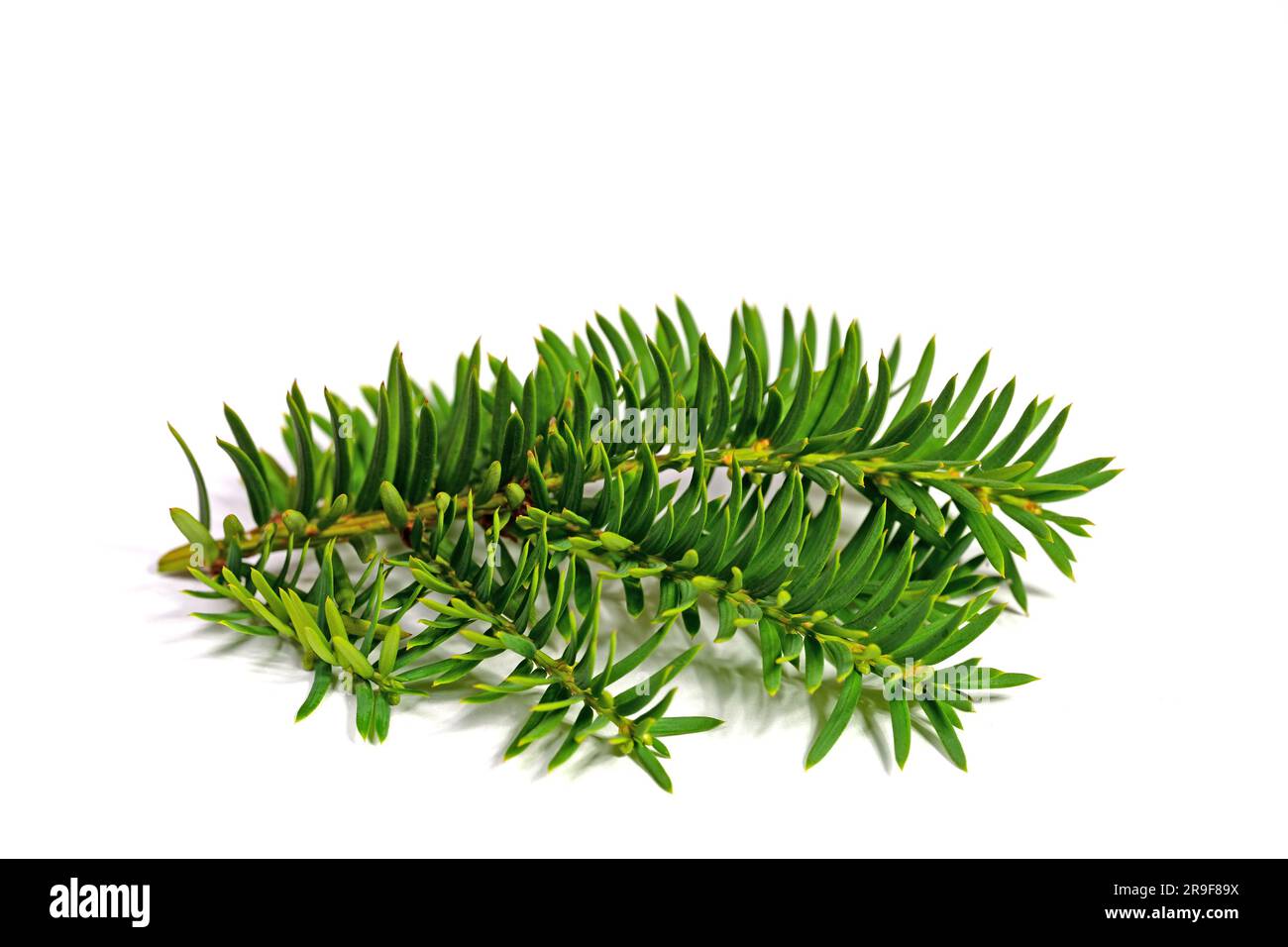 Branches of yew against white background Stock Photo - Alamy