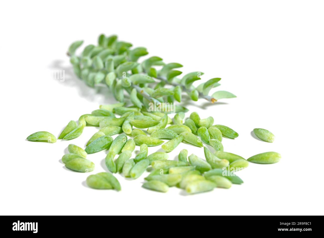 Snake swing Cut Out Stock Images & Pictures - Alamy