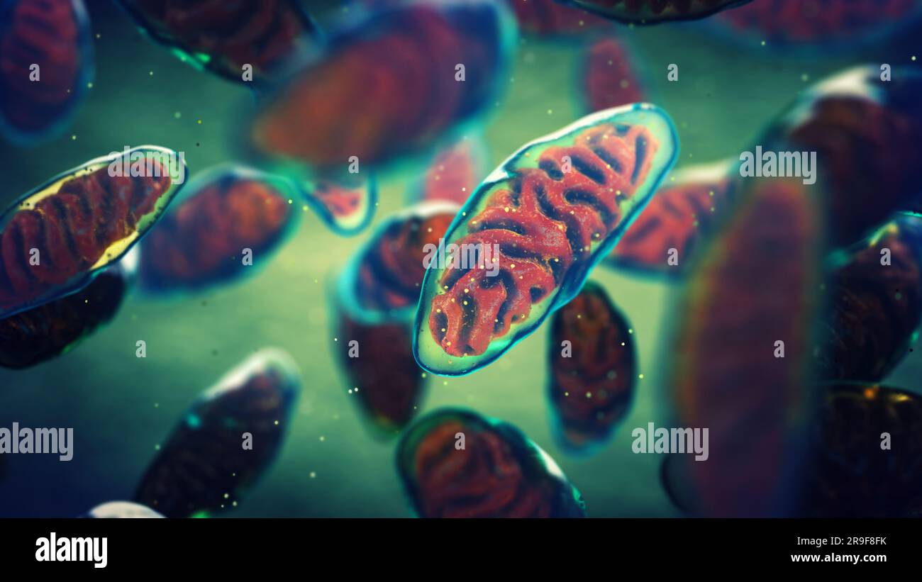 Mitochondria are cellular organelles found in most eukaryotic organisms ...