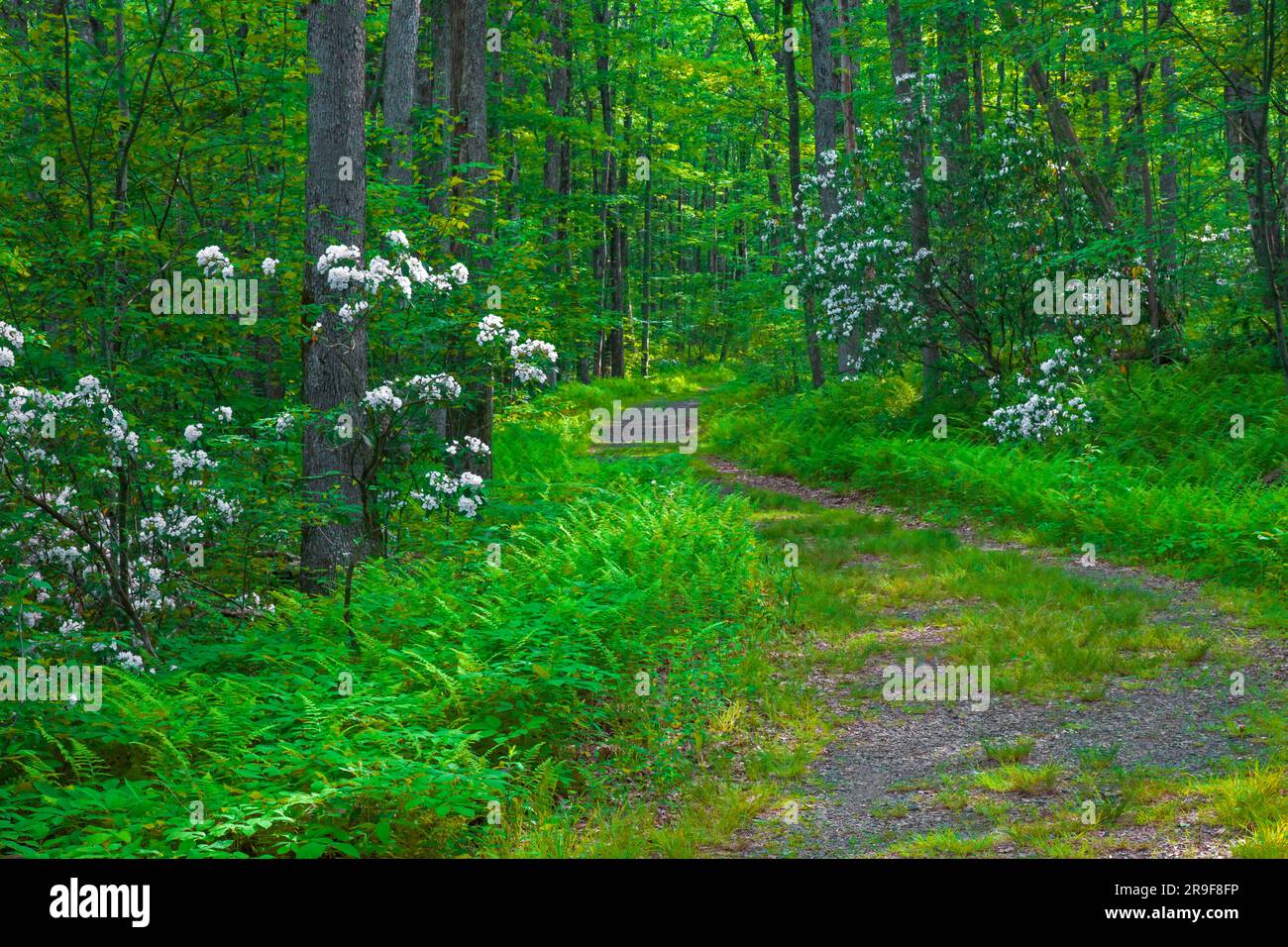 Pennsylvania forest road hi-res stock photography and images - Alamy