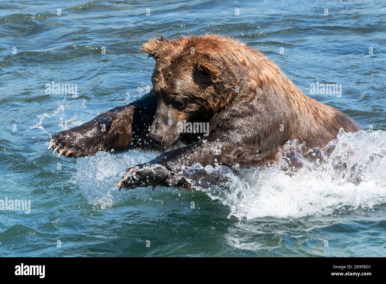 Brown Bear, McNeil River, Alaska Stock Photo - Alamy