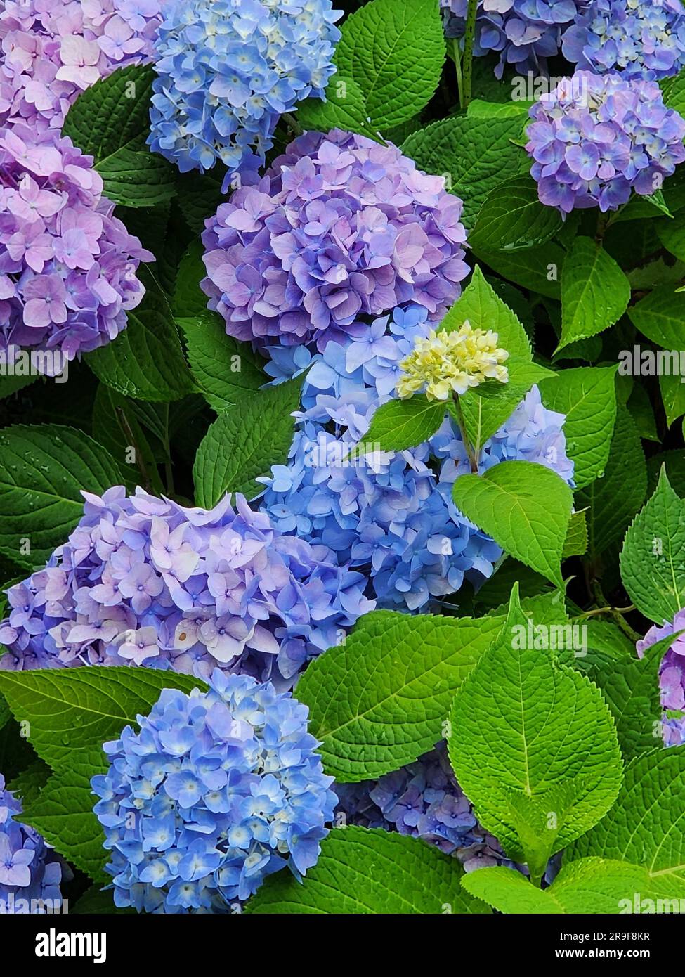 Hydrangea Blooms in June White Plains, New York, USA Stock Photo - Alamy