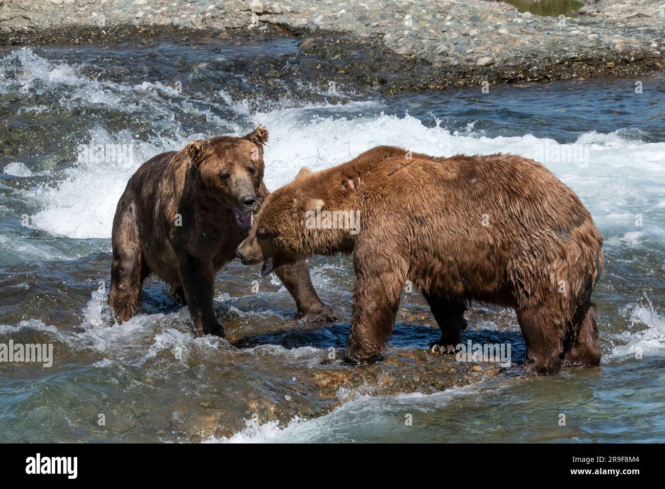 Brown Bear, McNeil River, Alaska Stock Photo - Alamy