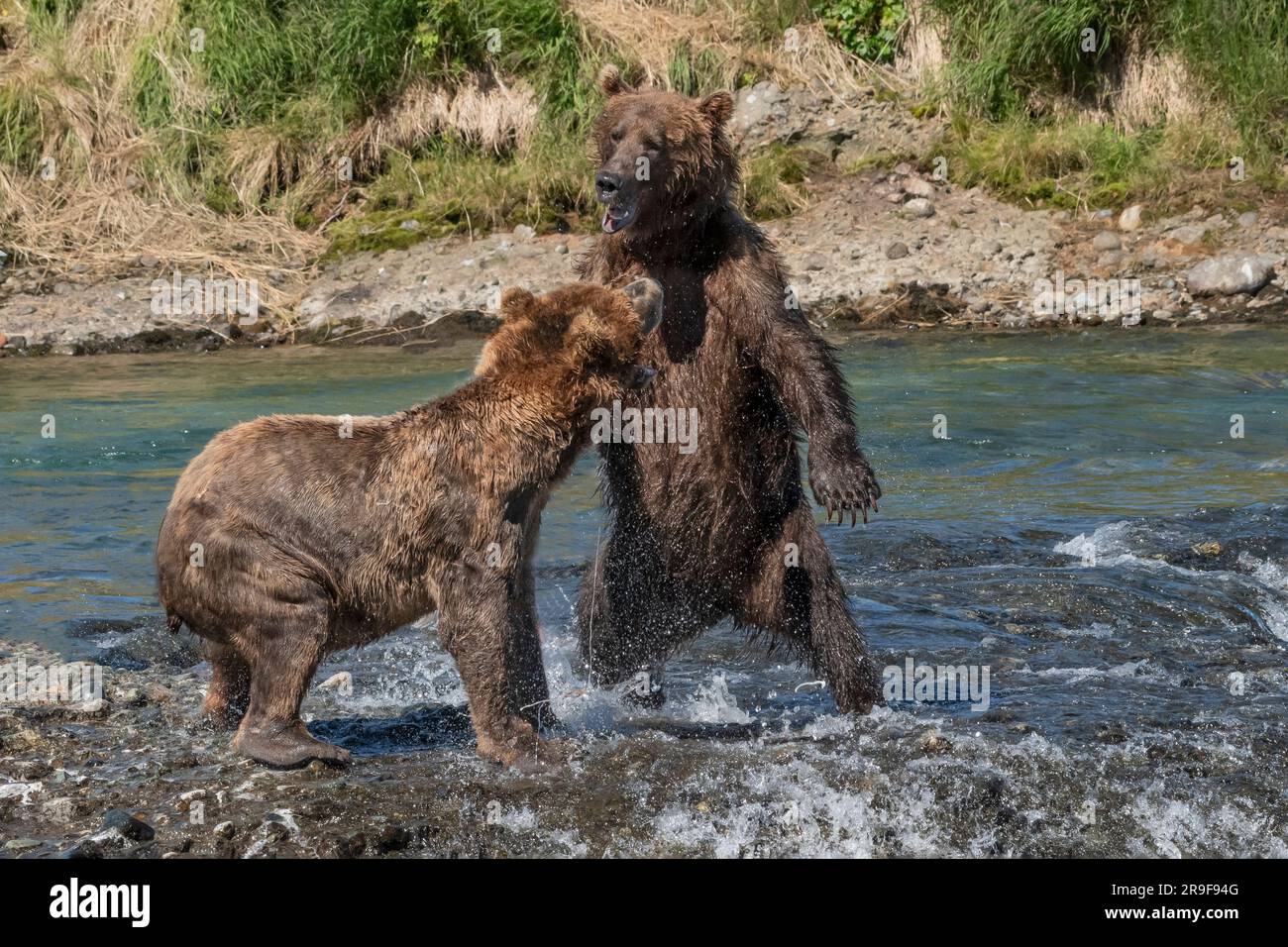 Brown Bear, McNeil River, Alaska Stock Photo - Alamy