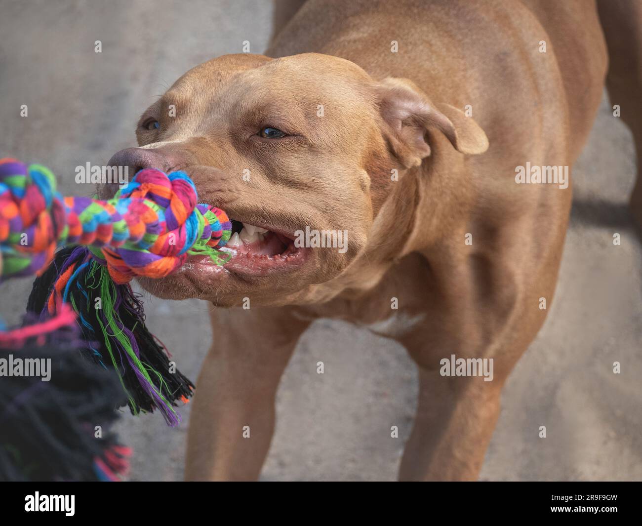 Cute dog and play rope. Close-up, outdoors. Concept of care, education ...