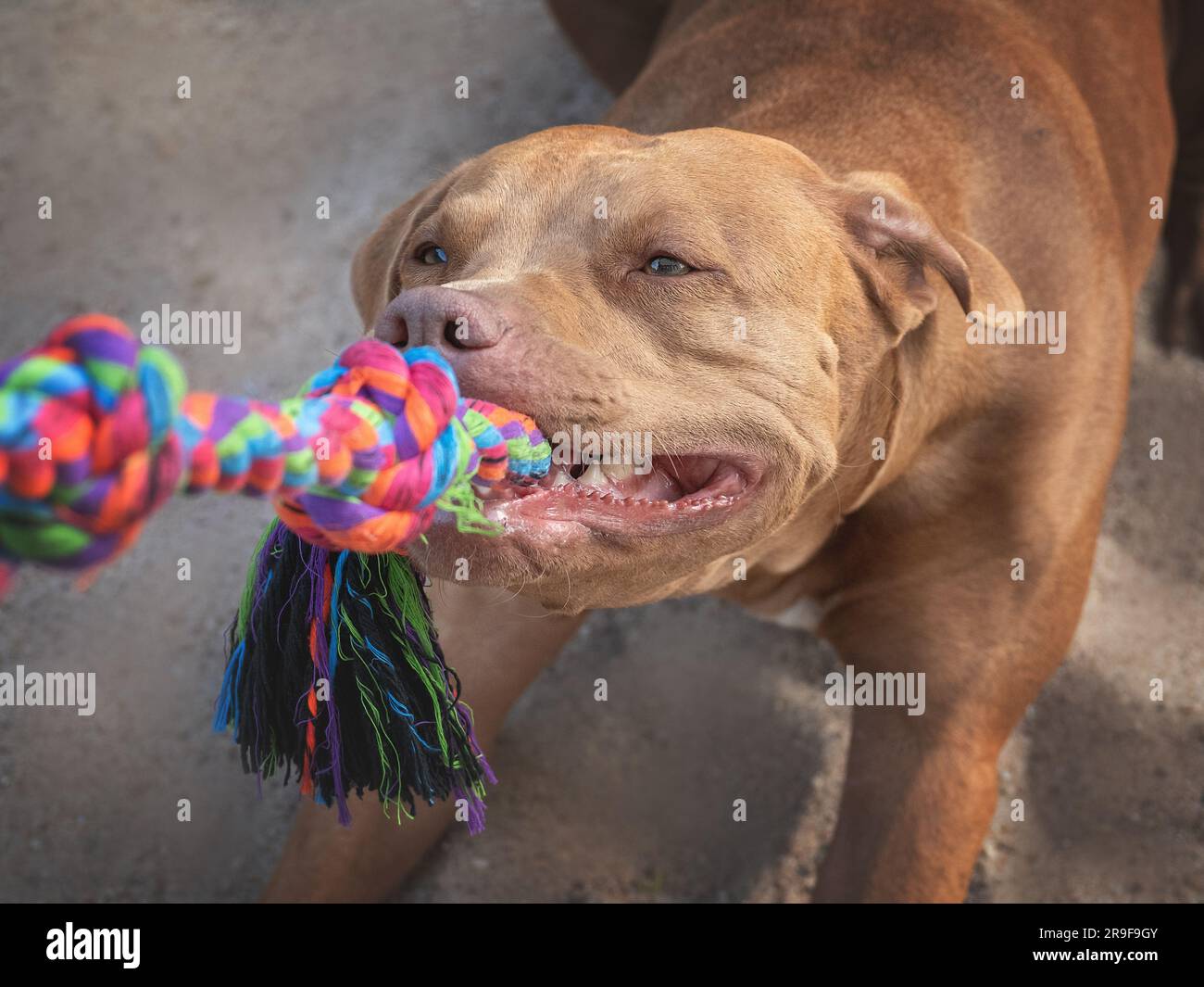Cute dog and play rope. Close-up, outdoors. Concept of care, education ...