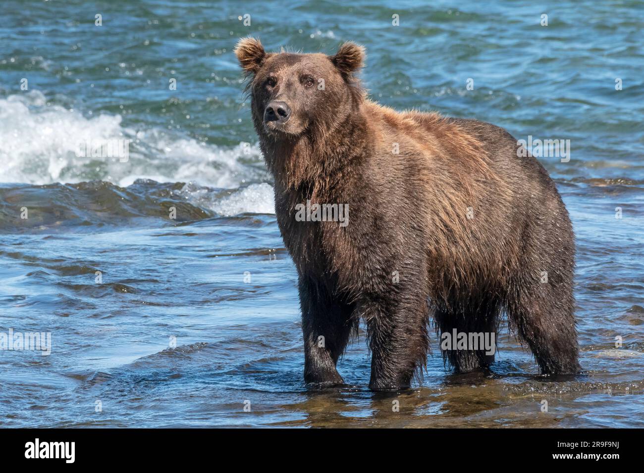 Brown Bear, McNeil River, Alaska Stock Photo - Alamy