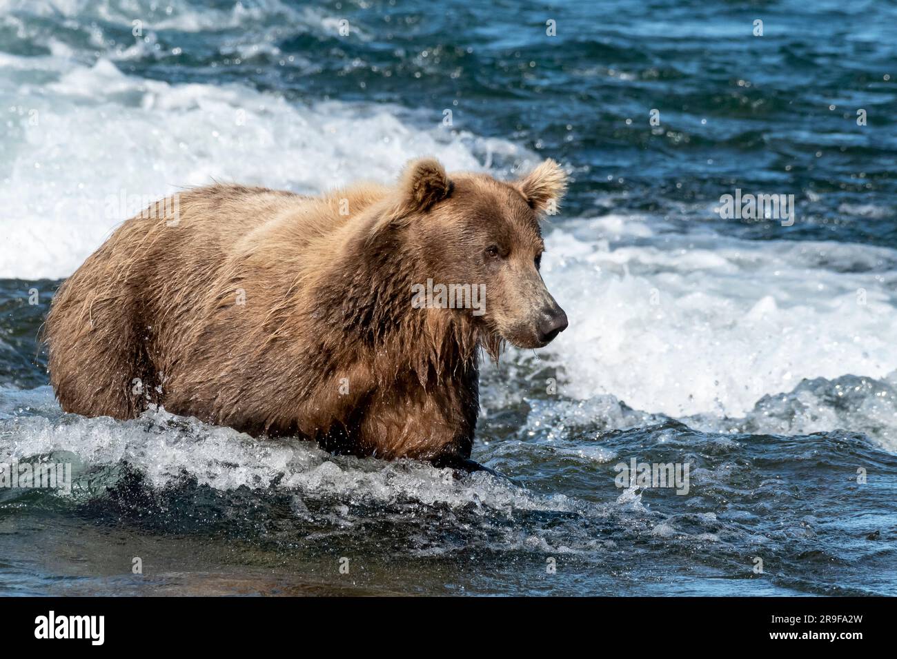Brown Bear, McNeil River, Alaska Stock Photo - Alamy